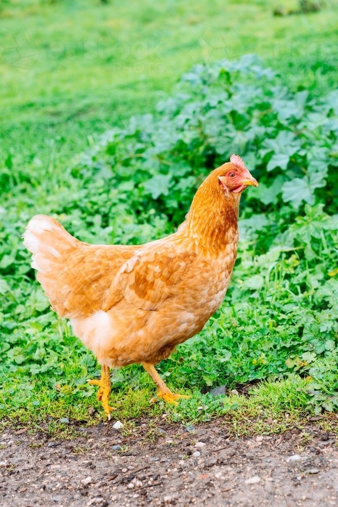 Image of isa brown hen - Austockphoto