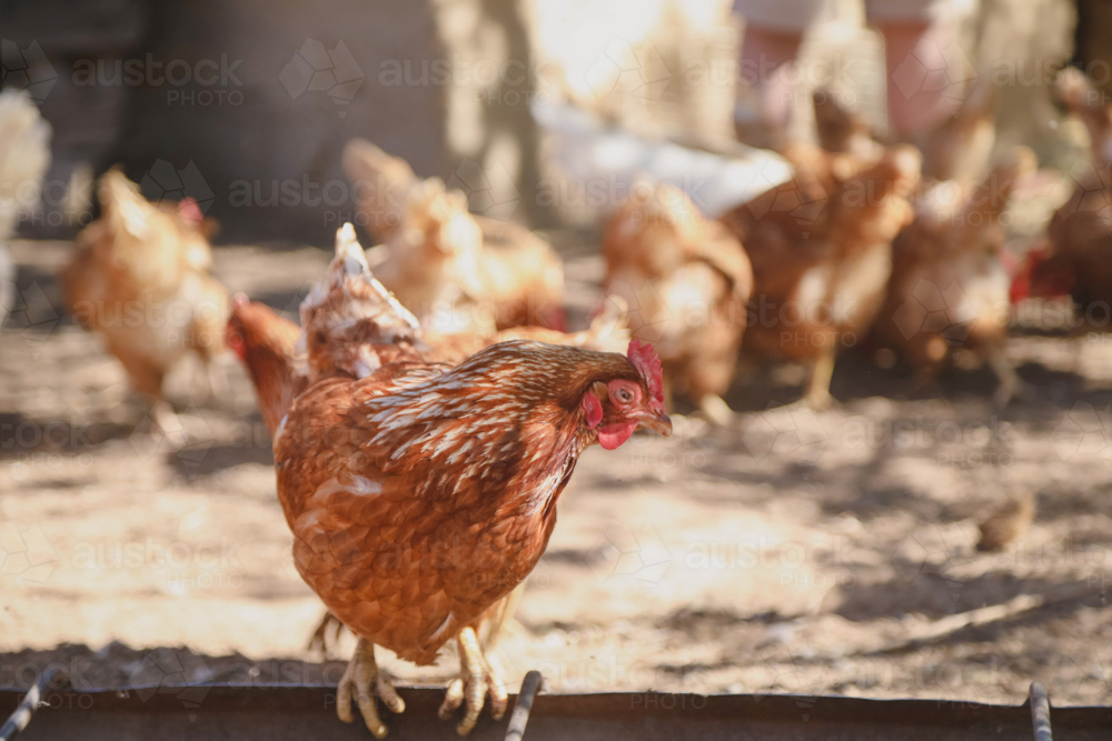 Image of Isa brown hen perched on feeder trough with chickens in ...