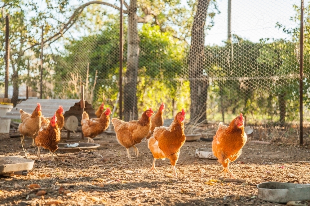 Image of Isa brown hens in the chook yard on a farm - Austockphoto