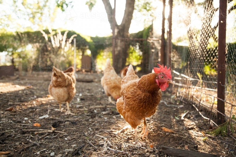 Image of Isa brown hens in the chook yard on a farm - Austockphoto