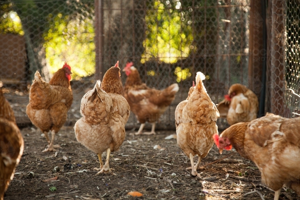Image of Isa brown hens in the chook yard on a farm - Austockphoto