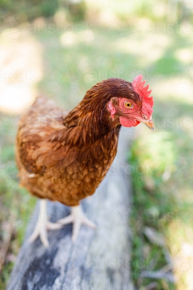 Image of Isa Brown hens on log with green copy space behind - Austockphoto