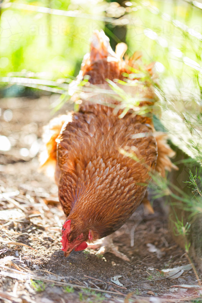 Image of Isa brown layer hen on farm pecking in dirt - Austockphoto