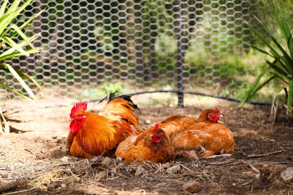 Image of Isa brown rooster and chickens relaxing in the dirt - Austockphoto
