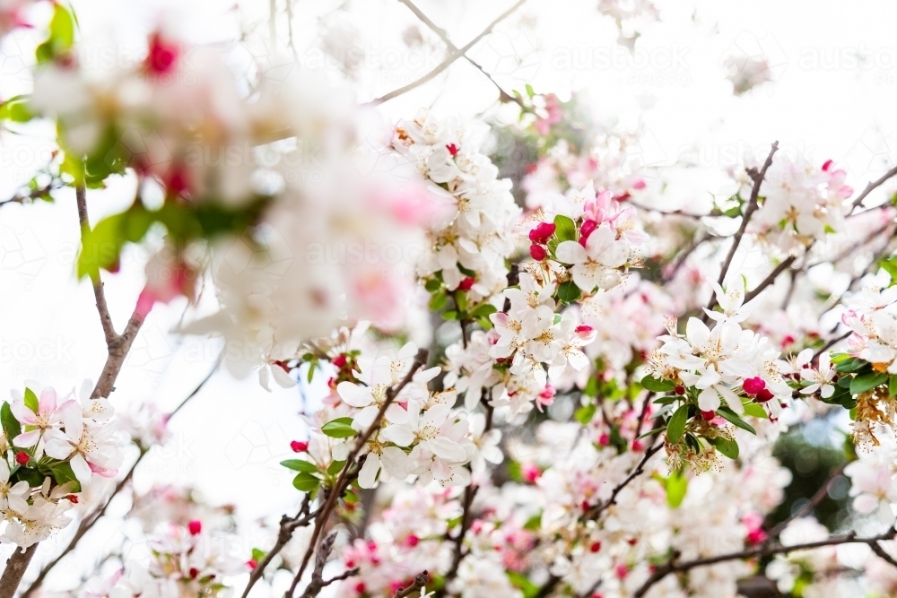 Image of japanese flowering crabapple tree in full blossom in spring ...