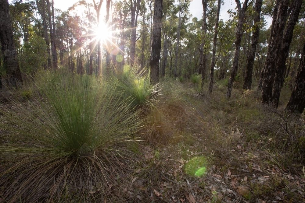 Image of Jarrah forest with grass trees and sun flare - Austockphoto