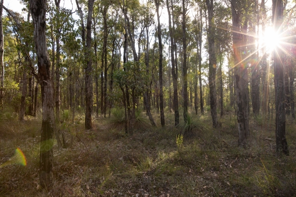 Image of Jarrah forest with grass trees and sun flare - Austockphoto
