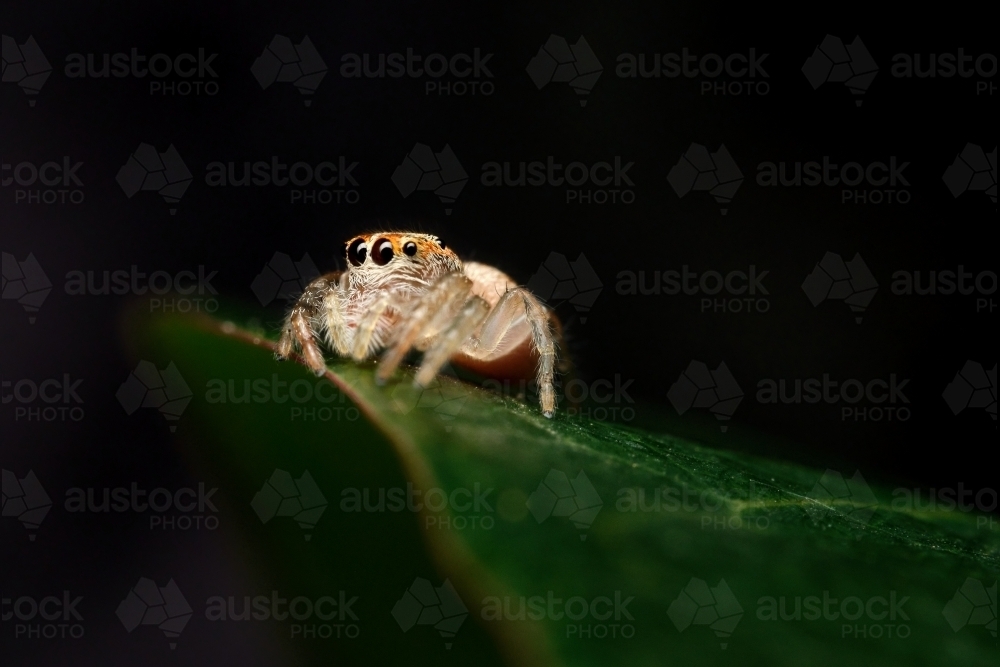 Image of Jumping Spider on Dark Background - Austockphoto
