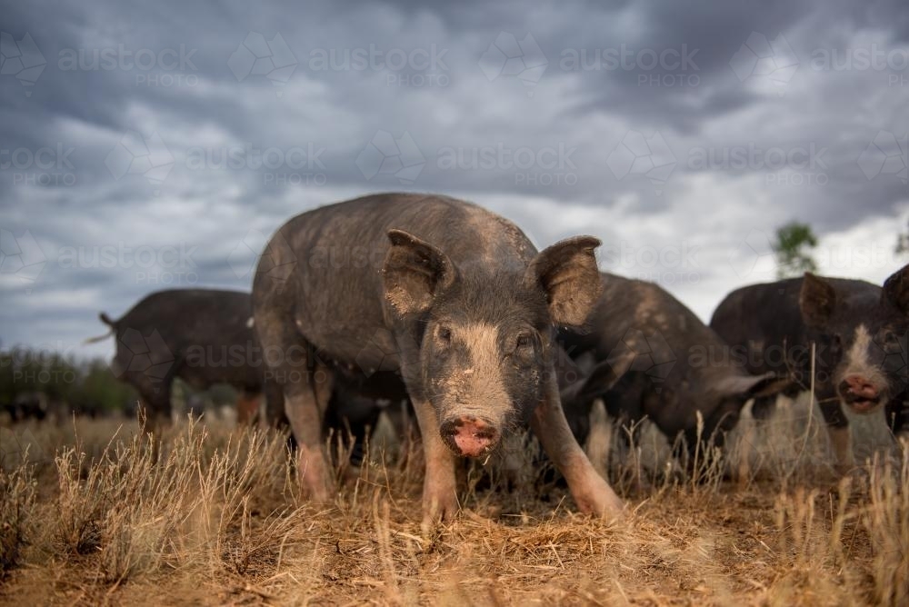 Image of Juvenile Berkshire Pig in a paddock - Austockphoto