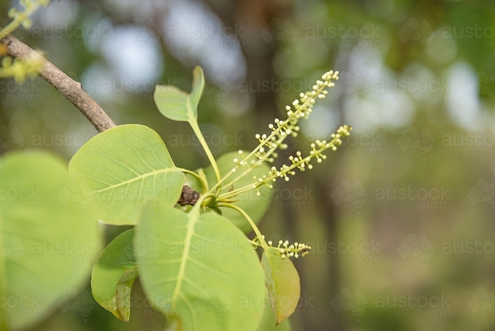 Image of Kakadu Plum flowers - Austockphoto