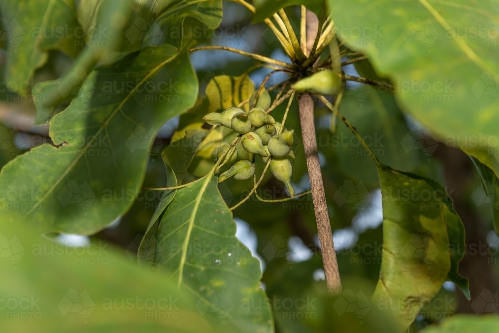 Image of Kakadu Plums - Austockphoto