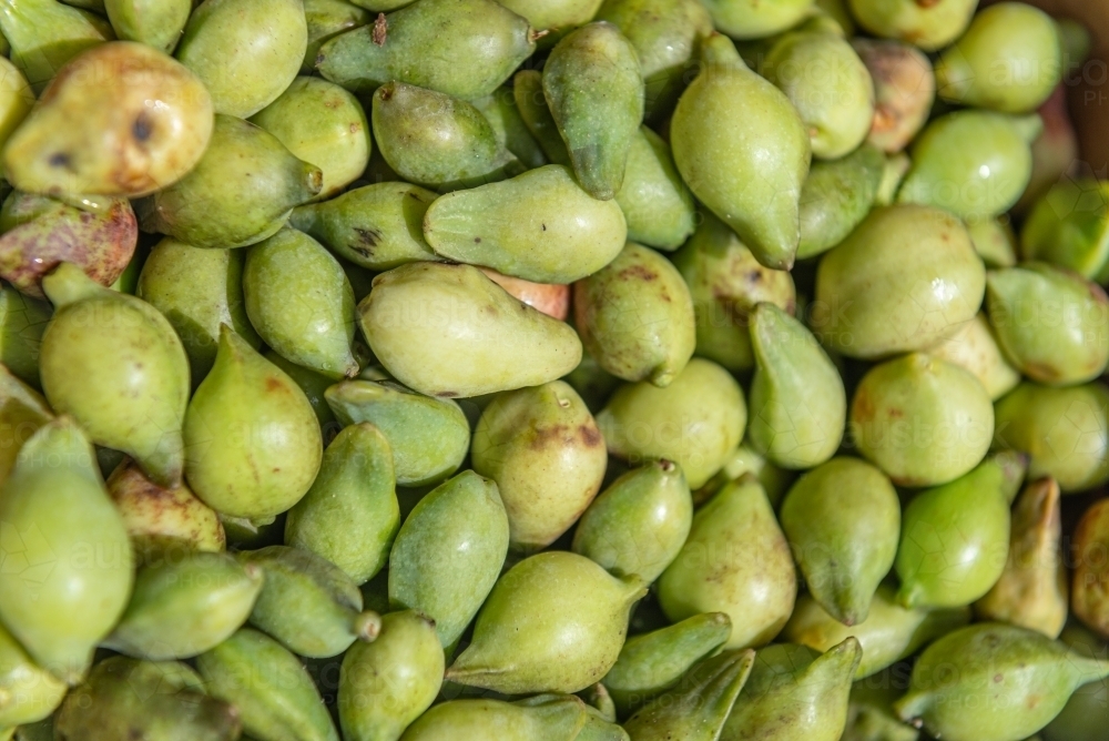 Image of Kakadu Plums close up - Austockphoto