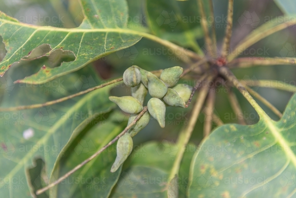 Image of Kakadu Plums on a tree - Austockphoto