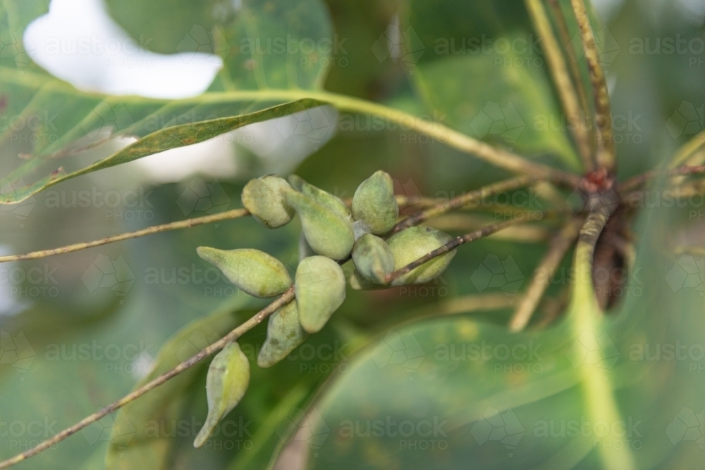 Image of Kakadu Plums on a tree - Austockphoto