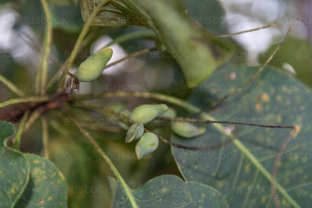 Image of Kakadu Plums ready to pick from tree - Austockphoto