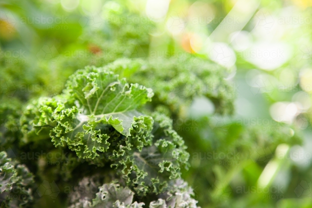 Image of Kale plant leaf growing in veggie garden - Austockphoto