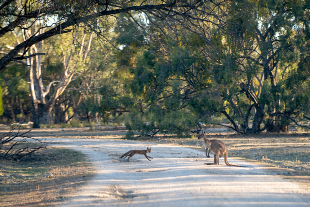 Image of Kangaroo and fox crossing a bush track. - Austockphoto