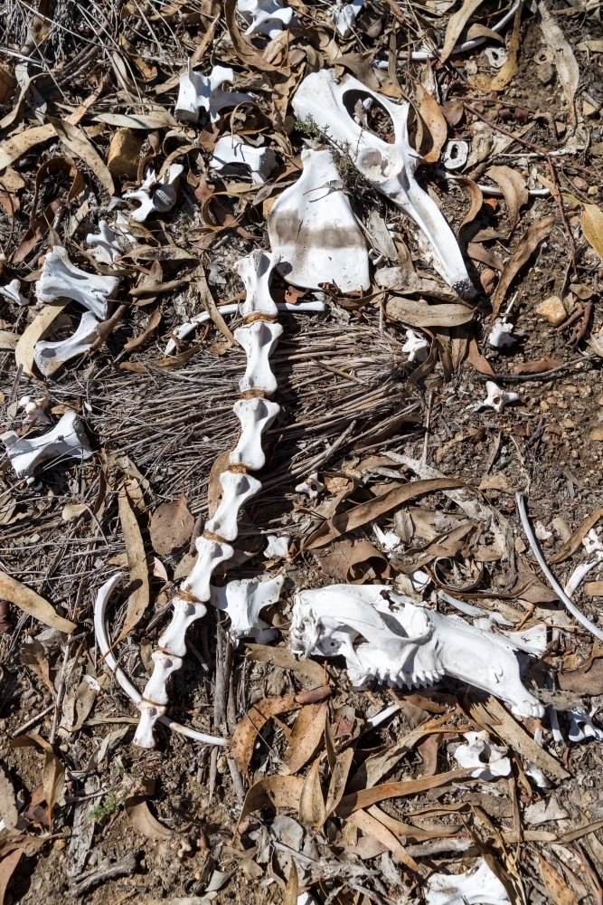 Image of Kangaroo bones - Austockphoto