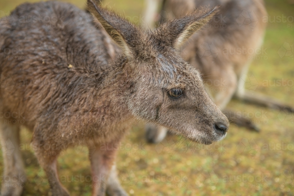Image of Kangaroo - close up - Austockphoto