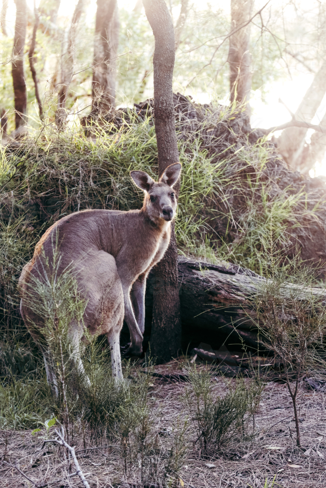 Image of Kangaroo grazing in the forest in morning light - Austockphoto