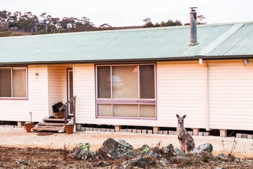 Image of Kangaroo in backyard standing beside house on rural property ...