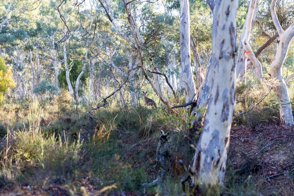 Image of Kangaroo in Eucalyptus forest - Austockphoto