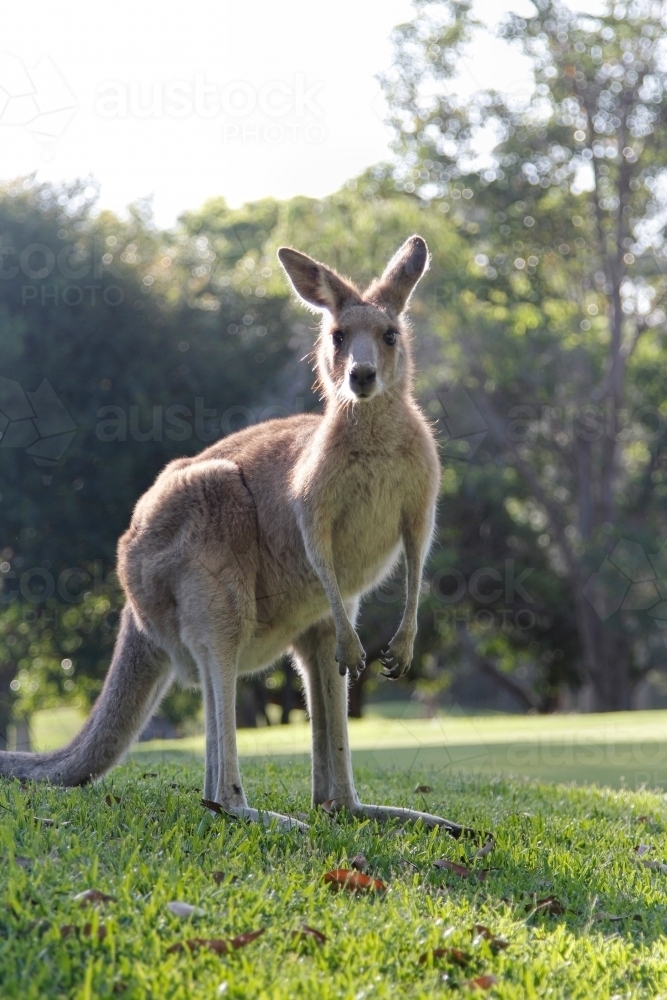 Image of Kangaroo looking at the camera - Austockphoto