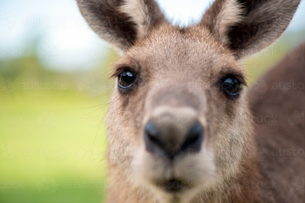 Image of Kangaroo looking closely into camera lens - Austockphoto