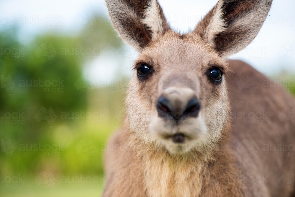 Image of Kangaroo looking directly into the camera lens - Austockphoto