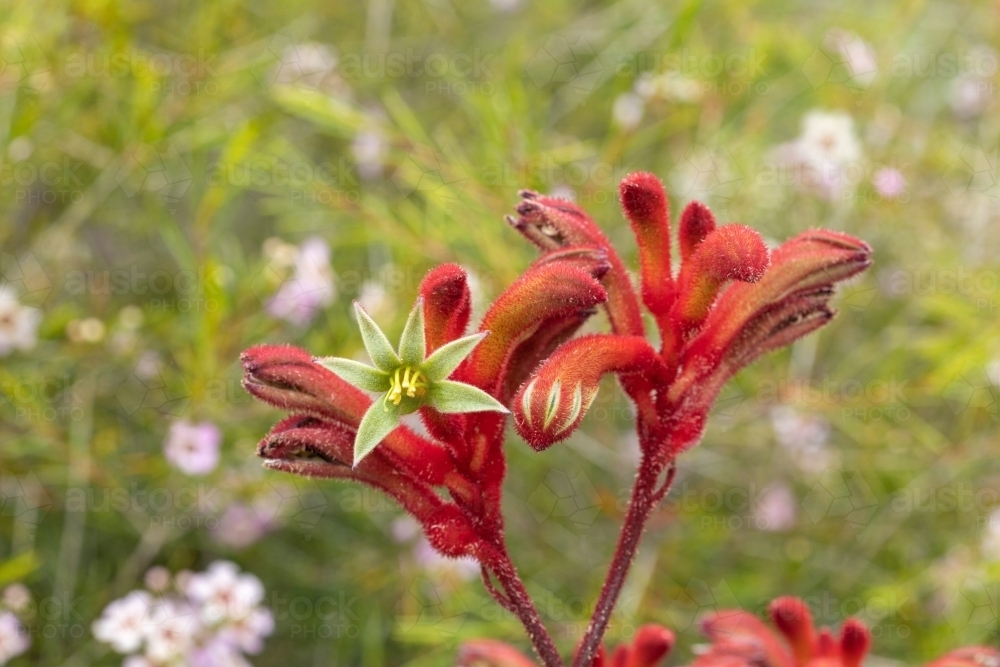 Image of Kangaroo paw flower - Austockphoto