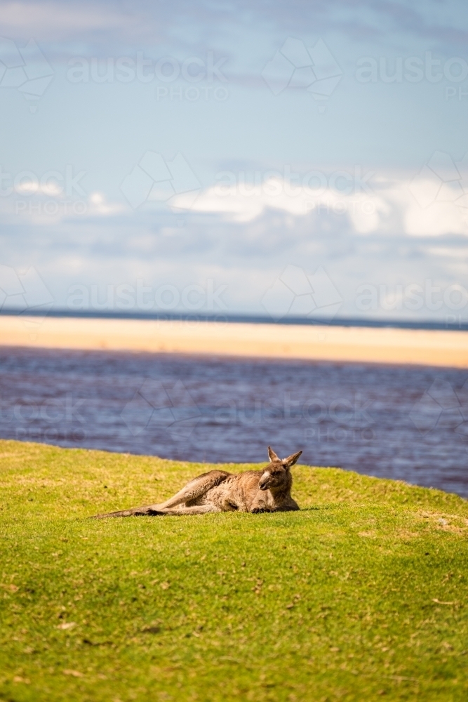 Image of Kangaroo relaxing on grass with beach background - Austockphoto
