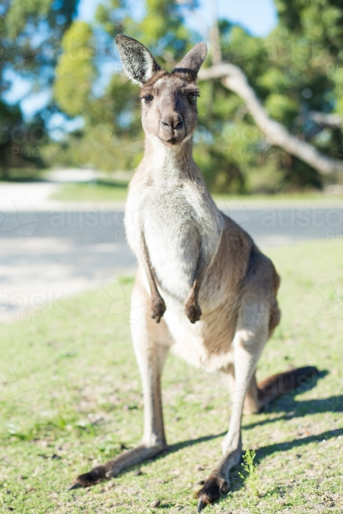 Image of Kangaroo standing on a suburban street on sunny day - Austockphoto