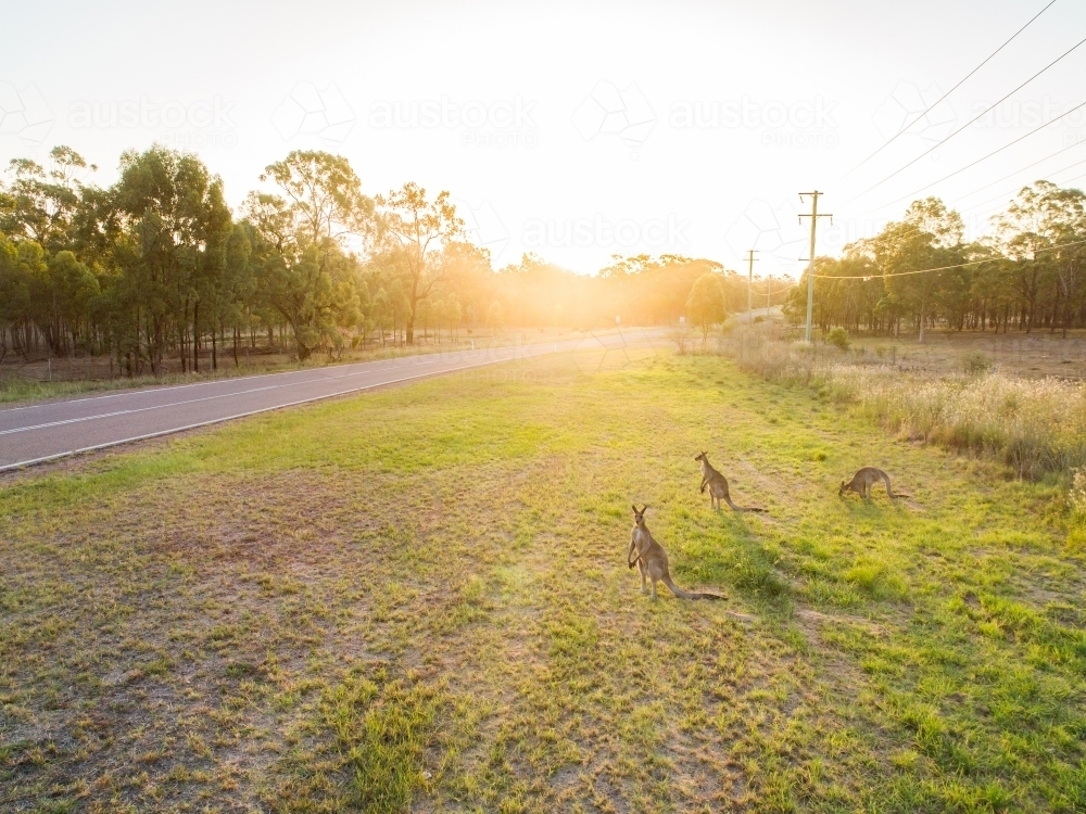 Image of Kangaroos beside country road - Austockphoto