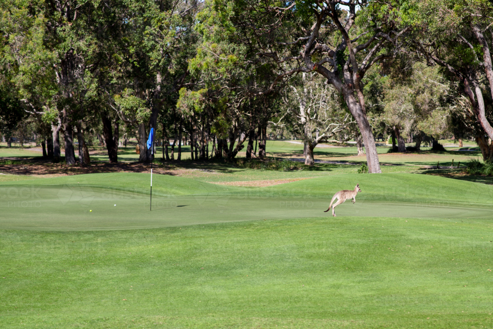 Image of kangaroos enjoying the peaceful surrounds of a golf course ...