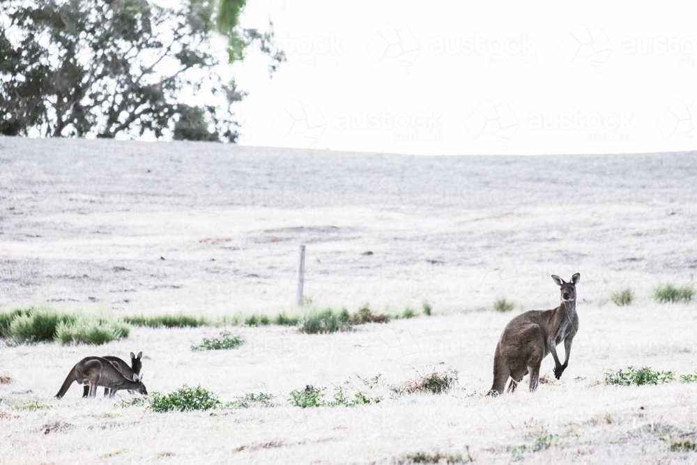 Image of Kangaroos grazing in a open field in soft light - Austockphoto