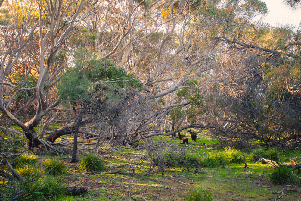 Image of kangaroos in a forest - Austockphoto