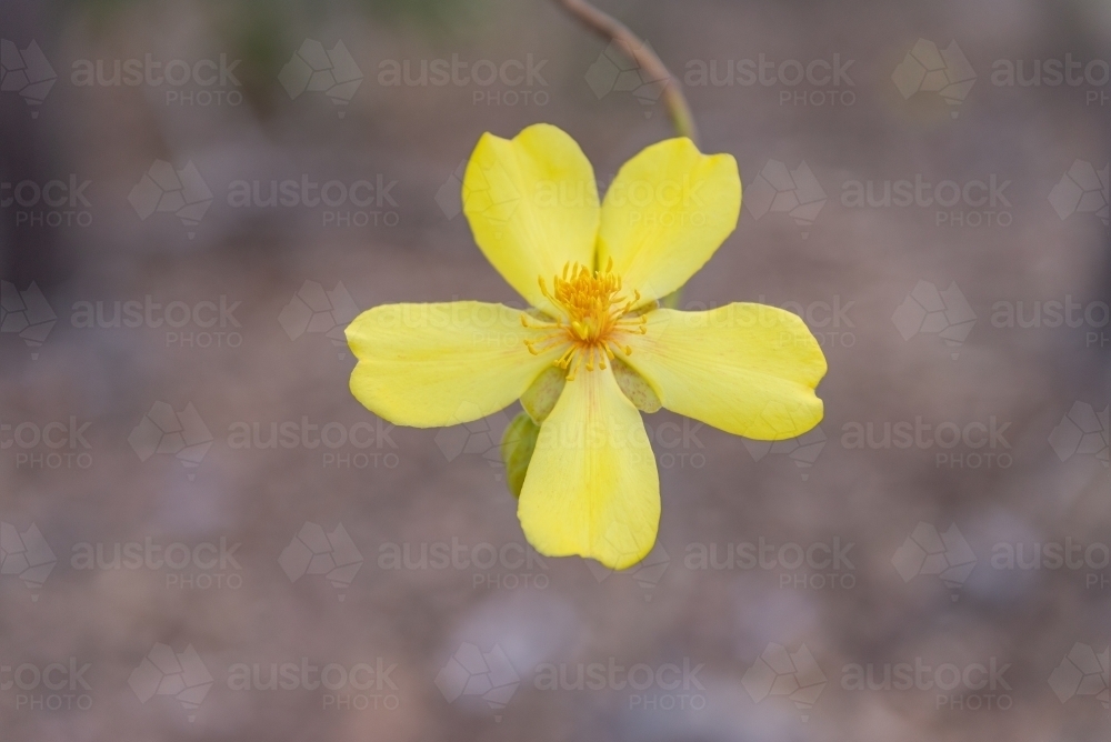 Image of Kapok flower - Austockphoto