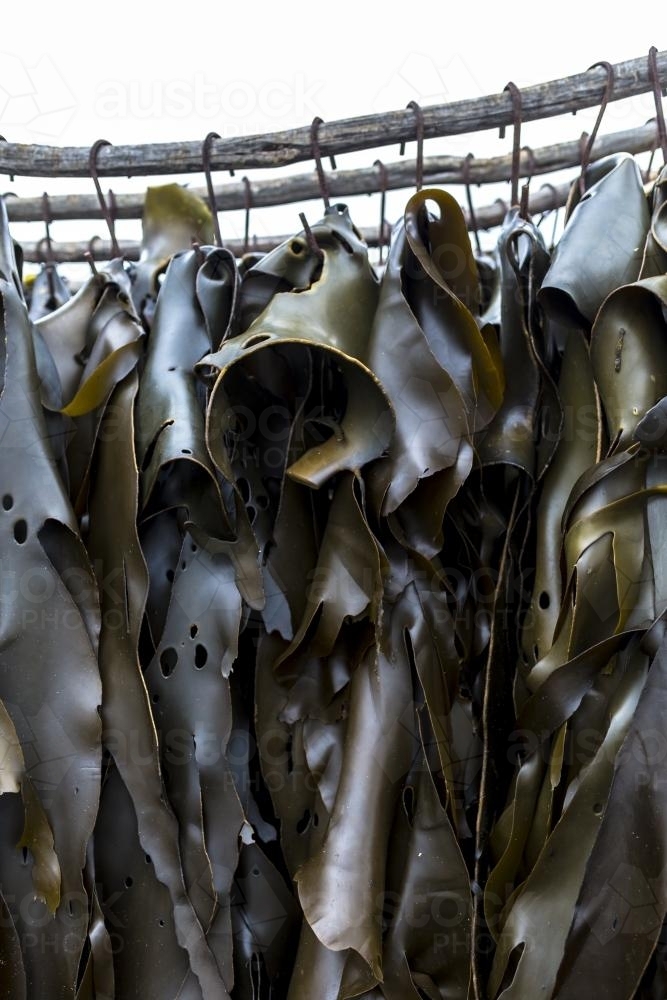 Image of Kelp Farm on King Island - Austockphoto