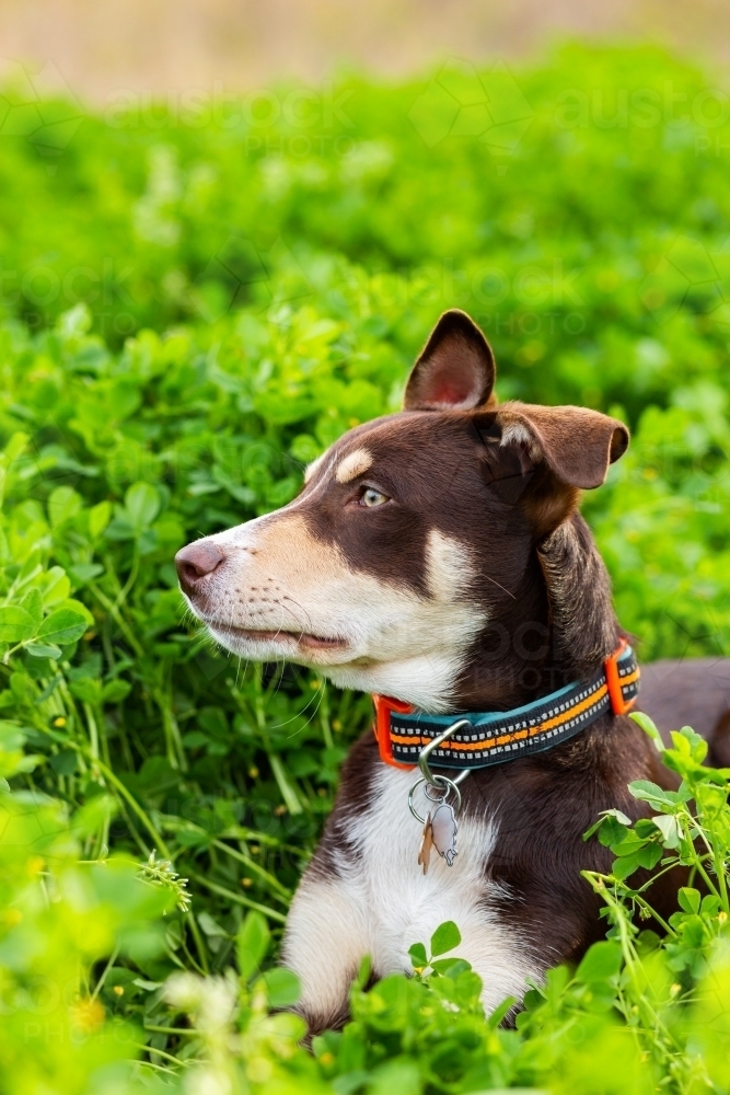 Image of kelpie dog in clover with collar - Austockphoto