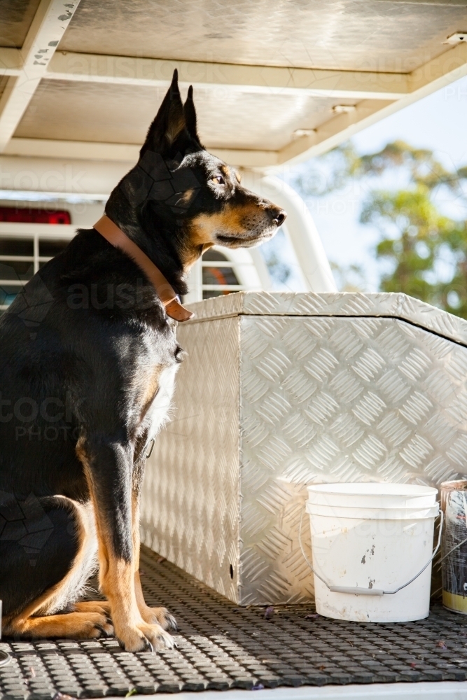 Image of Kelpie dog sitting in tradie ute - Austockphoto