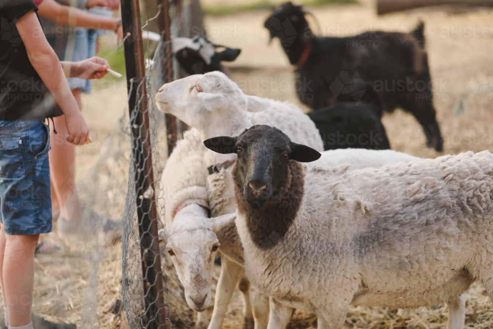 Image of Kid interacting with sheep through fence on farm - Austockphoto