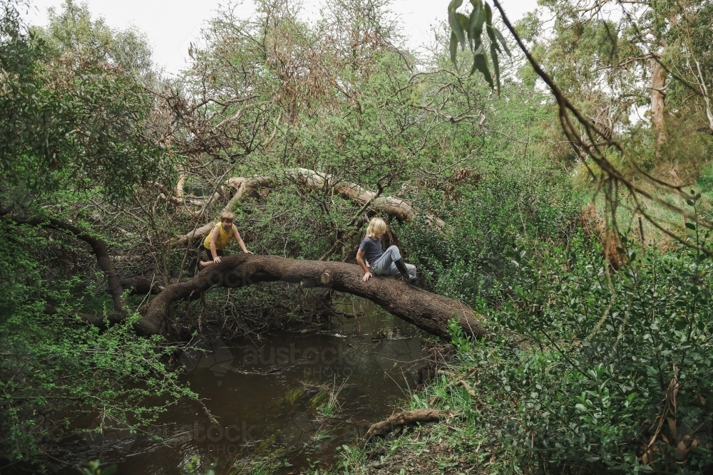 Image of Kids climbing across log bridge over tranquil creek in the ...