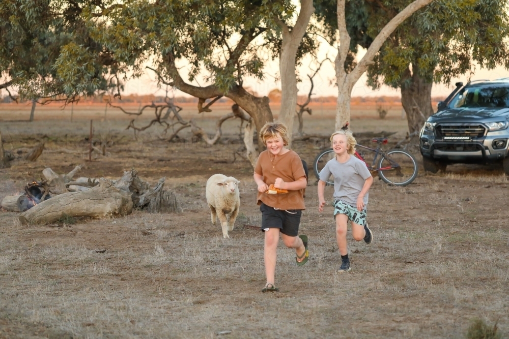 Image of Kids running through paddock being chased by pet sheep ...