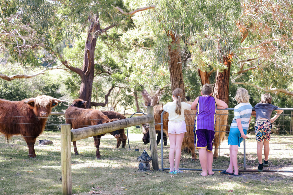 Image of Kids standing at farm gate watching highland cows - Austockphoto