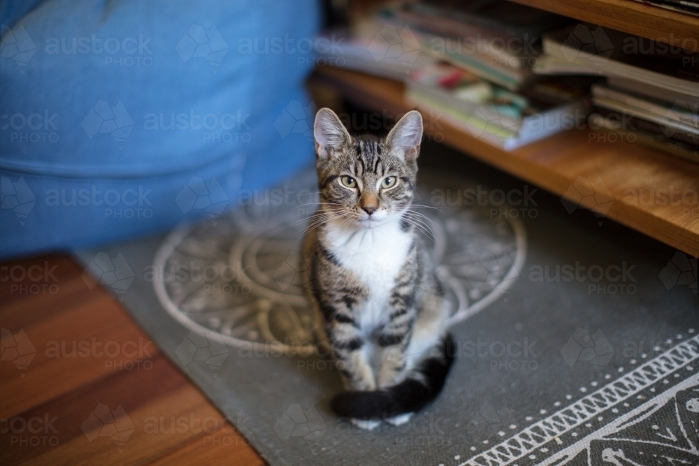 Image of Kitten sitting patiently on mat in living room - Austockphoto