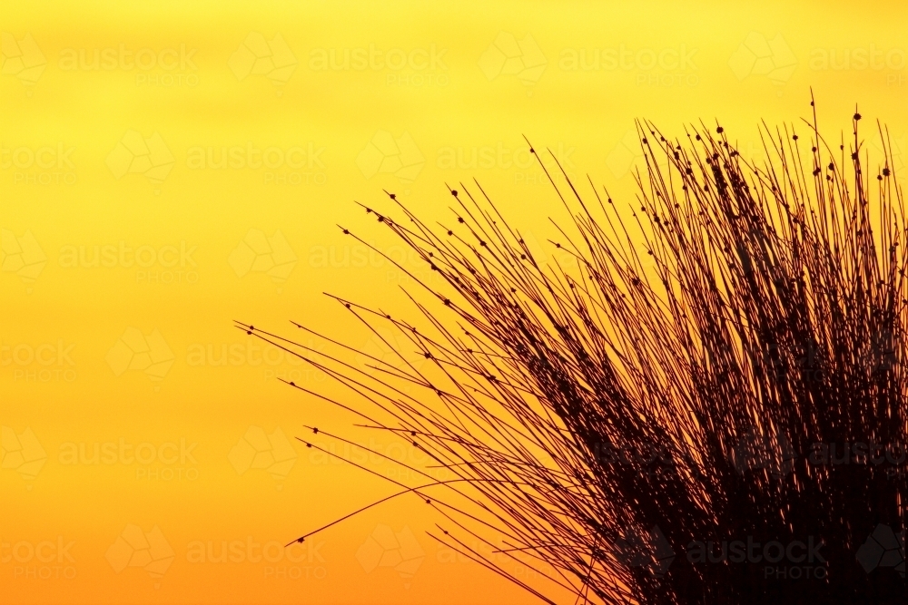 Image of Knotted club-rush or knobby club-rush, silhouetted against a ...