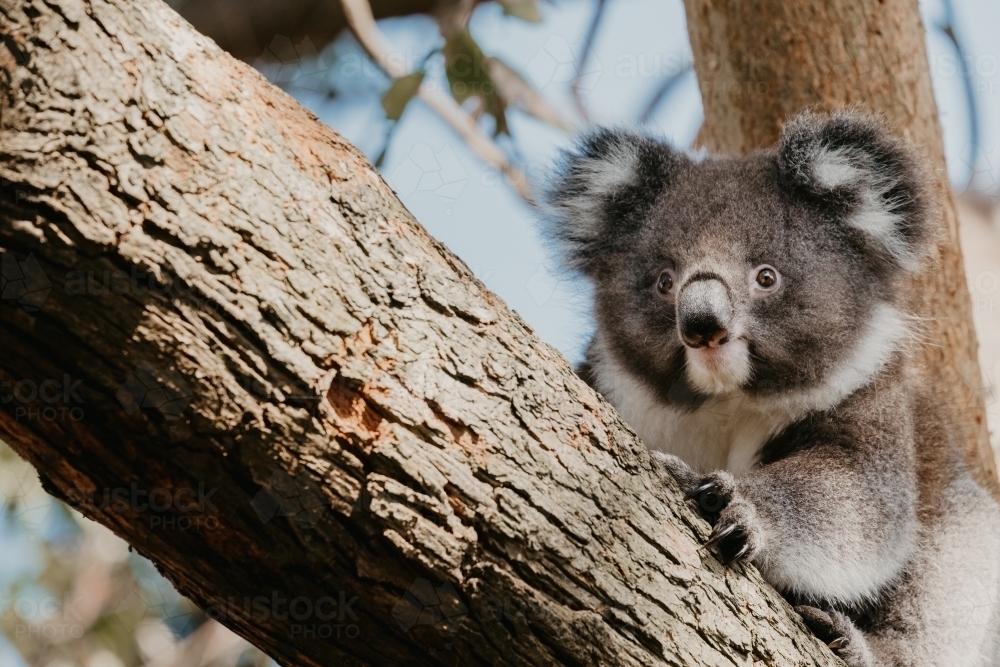 Image of Koala climbing in a gum tree. - Austockphoto