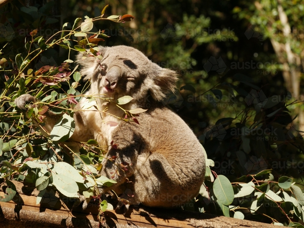 Image of Koala eating leaves in eucalyptus tree at zoo - Austockphoto