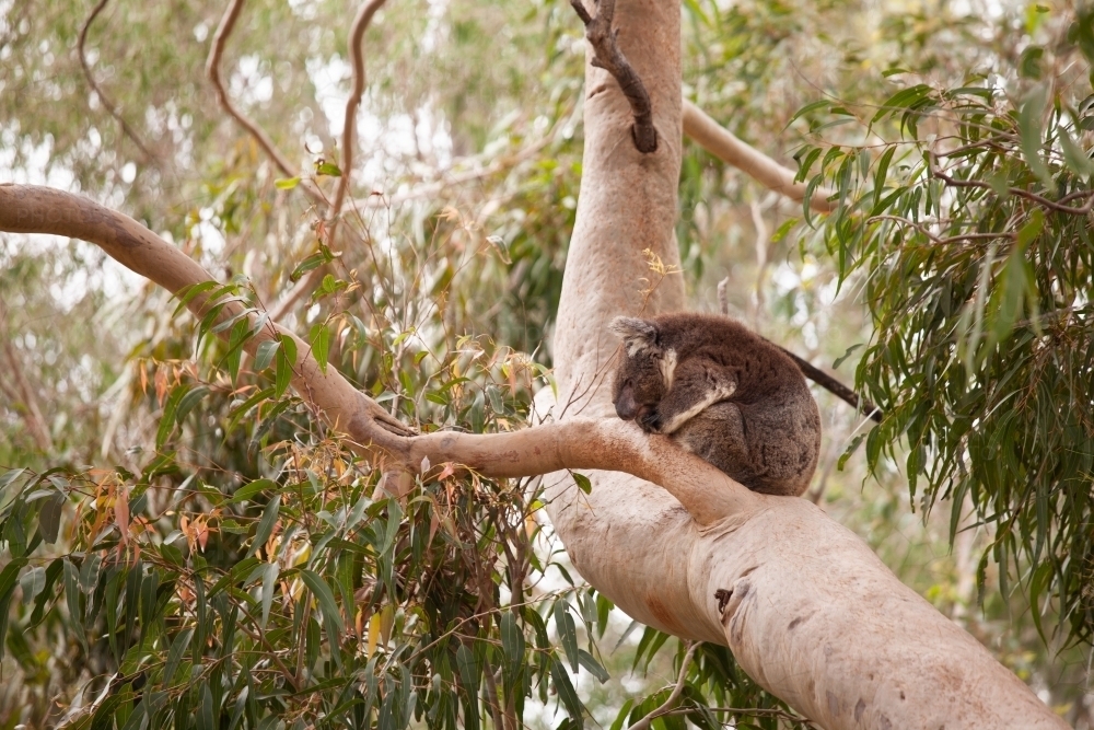 Image of Koala in a tree - Austockphoto