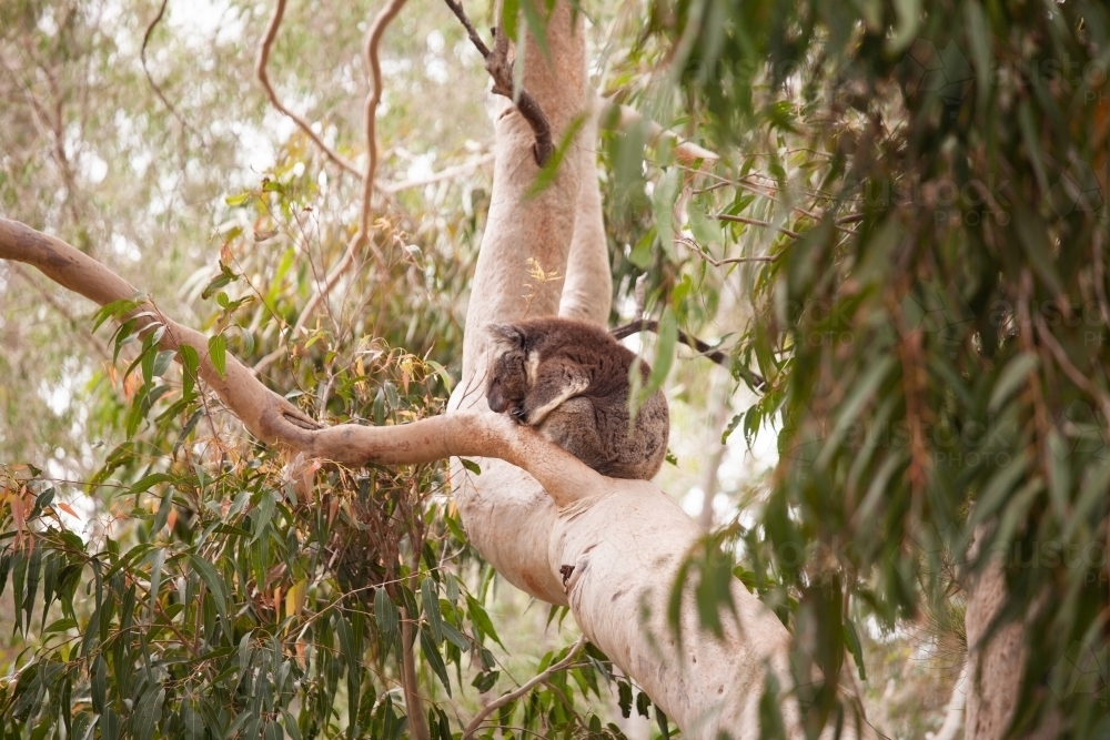 Image of Koala in a tree - Austockphoto